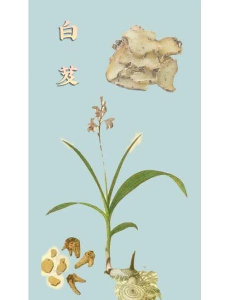 白芨的功效与作用_白芨能止血吗-第1张图片-山城妙识 白芨的功效与作用_白芨能止血吗-第1张图片-山城妙识