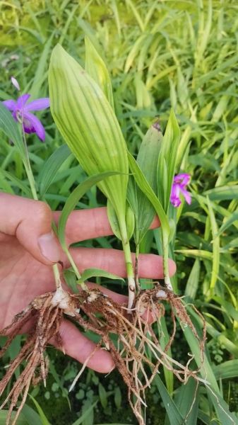 白芨的功效与作用_白芨能止血吗-第2张图片-山城妙识 白芨的功效与作用_白芨能止血吗-第2张图片-山城妙识