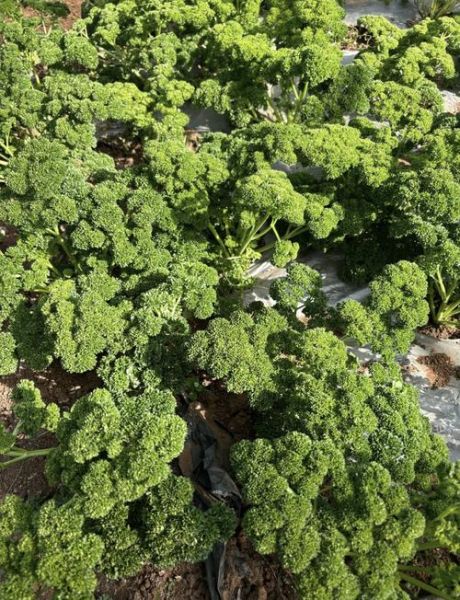 云南特色蔬菜有哪些_云南蔬菜怎么吃最地道-第1张图片-山城妙识