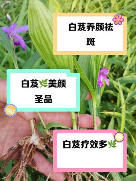 白芨的功效与作用_白芨能止血吗-第3张图片-山城妙识 白芨的功效与作用_白芨能止血吗-第3张图片-山城妙识
