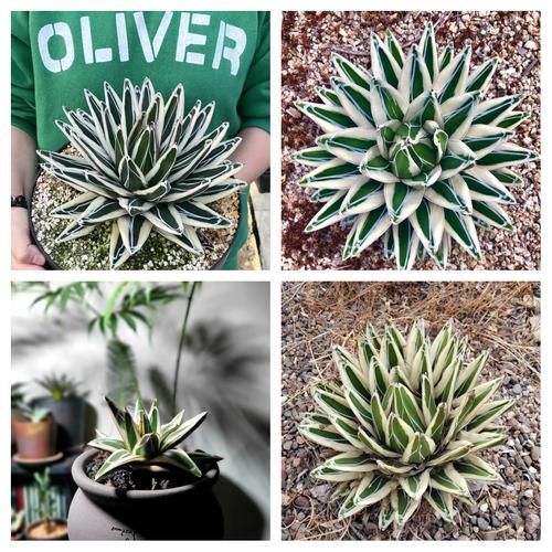 龙舌兰最贵的品种有哪些_为什么这么贵-第1张图片-山城妙识 龙舌兰最贵的品种有哪些_为什么这么贵-第1张图片-山城妙识