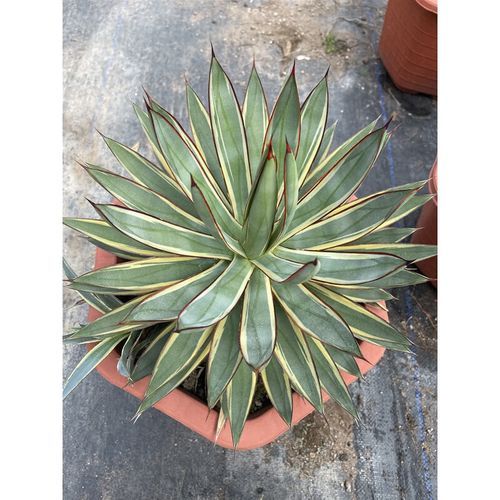 龙舌兰最贵的品种有哪些_为什么这么贵-第3张图片-山城妙识 龙舌兰最贵的品种有哪些_为什么这么贵-第3张图片-山城妙识