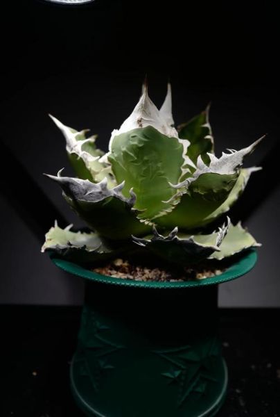 龙舌兰最贵的品种有哪些_为什么这么贵-第2张图片-山城妙识 龙舌兰最贵的品种有哪些_为什么这么贵-第2张图片-山城妙识