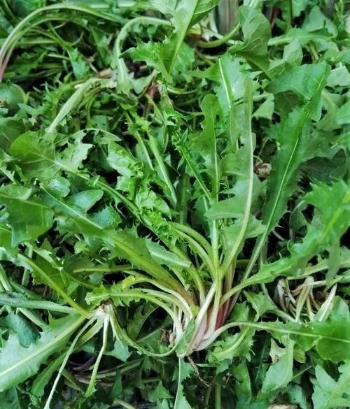 蒲公英图片大全大图植物_蒲公英长什么样-第1张图片-山城妙识 蒲公英图片大全大图植物_蒲公英长什么样-第1张图片-山城妙识