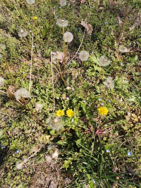 蒲公英图片大全大图植物_蒲公英长什么样-第3张图片-山城妙识 蒲公英图片大全大图植物_蒲公英长什么样-第3张图片-山城妙识