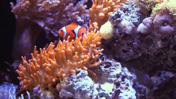 鱼视频大全哪里看_海洋纪录片怎么选-第1张图片-山城妙识