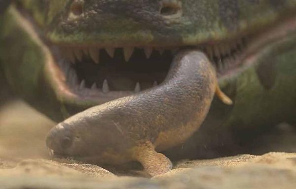 鱼视频大全哪里看_海洋纪录片怎么选-第3张图片-山城妙识