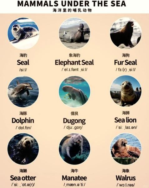 动物大全名字100种_哪些动物名字最有趣-第2张图片-山城妙识 动物大全名字100种_哪些动物名字最有趣-第2张图片-山城妙识