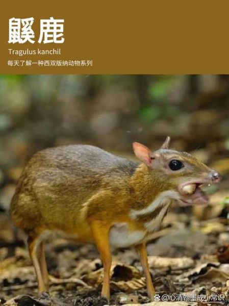 动物大全名字100种_哪些动物名字最有趣-第3张图片-山城妙识 动物大全名字100种_哪些动物名字最有趣-第3张图片-山城妙识