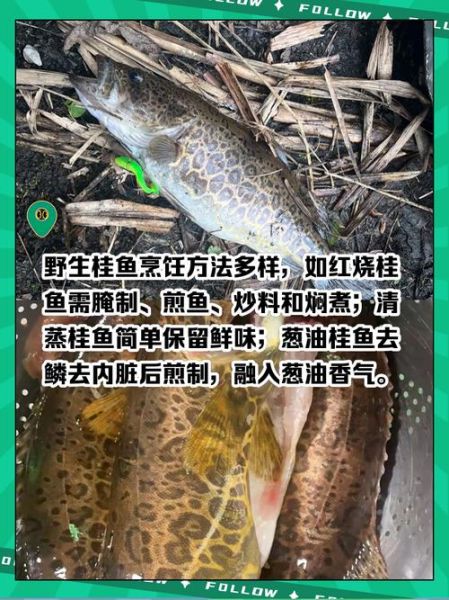 桂鱼寓意是什么_桂鱼象征什么-第3张图片-山城妙识 桂鱼寓意是什么_桂鱼象征什么-第3张图片-山城妙识