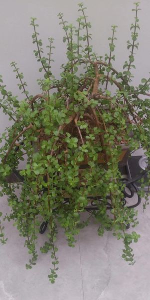 马齿苋图片大全大图_马齿苋长什么样-第1张图片-山城妙识