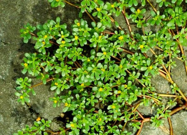 马齿苋图片大全大图_马齿苋长什么样-第3张图片-山城妙识