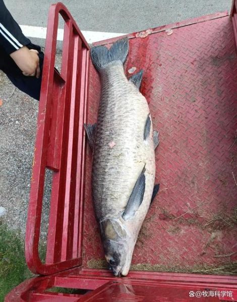 青鱼最大能长多大_青鱼能活多少年-第1张图片-山城妙识 青鱼最大能长多大_青鱼能活多少年-第1张图片-山城妙识