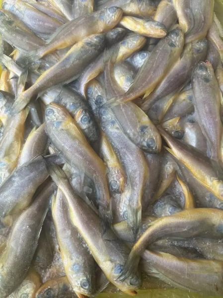 小黄鱼多少钱一斤_小黄鱼价格走势-第1张图片-山城妙识 小黄鱼多少钱一斤_小黄鱼价格走势-第1张图片-山城妙识