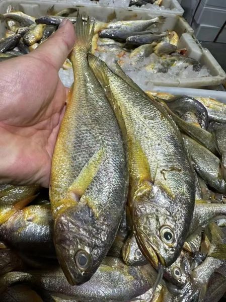 小黄鱼多少钱一斤_小黄鱼价格走势-第2张图片-山城妙识 小黄鱼多少钱一斤_小黄鱼价格走势-第2张图片-山城妙识