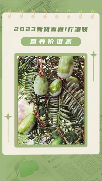 香榧是什么_香榧的功效与作用-第2张图片-山城妙识 香榧是什么_香榧的功效与作用-第2张图片-山城妙识