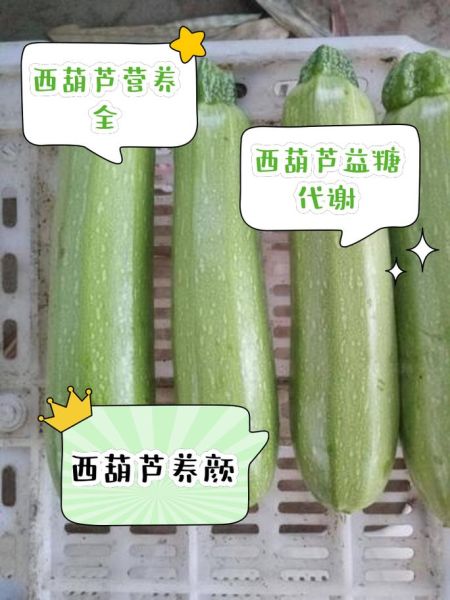 西葫芦图片大全_西葫芦品种怎么区分-第1张图片-山城妙识 西葫芦图片大全_西葫芦品种怎么区分-第1张图片-山城妙识