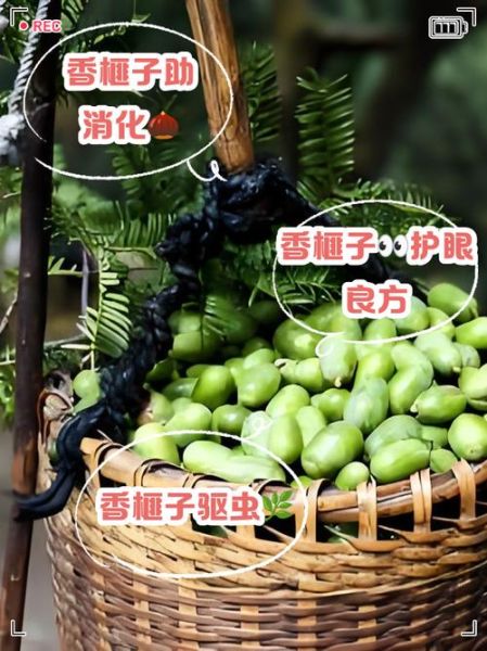 香榧是什么_香榧的功效与作用-第3张图片-山城妙识 香榧是什么_香榧的功效与作用-第3张图片-山城妙识