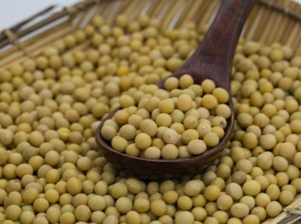 豆的种类有哪些_豆的图片大全怎么找-第2张图片-山城妙识 豆的种类有哪些_豆的图片大全怎么找-第2张图片-山城妙识