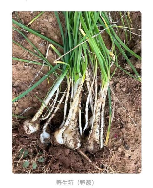 野葱花长什么样_野葱花可以吃吗-第1张图片-山城妙识 野葱花长什么样_野葱花可以吃吗-第1张图片-山城妙识
