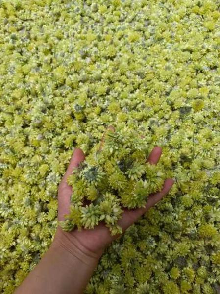 野葱花长什么样_野葱花可以吃吗-第3张图片-山城妙识 野葱花长什么样_野葱花可以吃吗-第3张图片-山城妙识