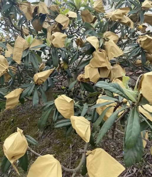 枇杷果多少钱一斤_枇杷价格行情-第1张图片-山城妙识