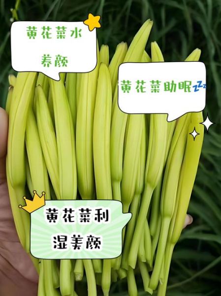 鲜黄花菜含有秋水仙碱吗_如何安全食用-第1张图片-山城妙识 鲜黄花菜含有秋水仙碱吗_如何安全食用-第1张图片-山城妙识