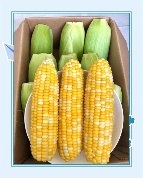 水果玉米煮多久就熟了_水果玉米煮几分钟口感最好-第1张图片-山城妙识