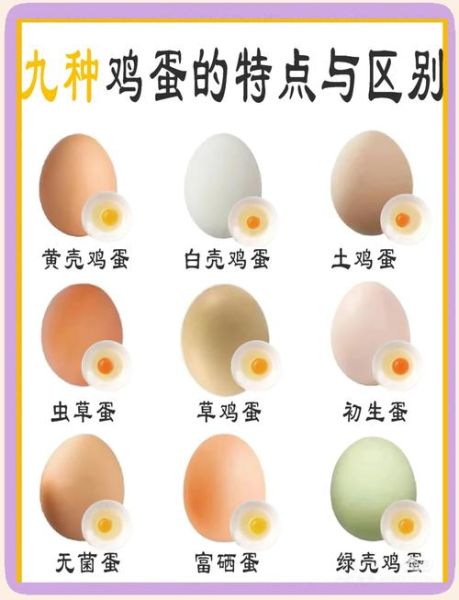 洋鸡蛋和普通鸡蛋的区别_洋鸡蛋营养价值高吗-第3张图片-山城妙识
