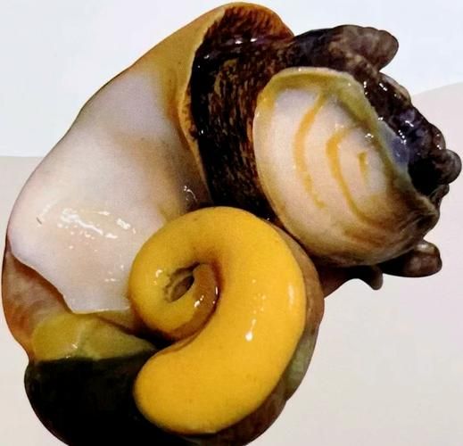 海螺脑子部位在哪_海螺有大脑吗-第1张图片-山城妙识 海螺脑子部位在哪_海螺有大脑吗-第1张图片-山城妙识