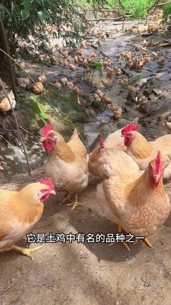 三黄鸡是什么鸡_为什么那么便宜-第2张图片-山城妙识 三黄鸡是什么鸡_为什么那么便宜-第2张图片-山城妙识