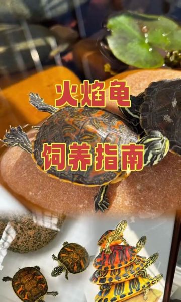 甜甜圈龟和火焰龟区别_如何区分-第2张图片-山城妙识 甜甜圈龟和火焰龟区别_如何区分-第2张图片-山城妙识