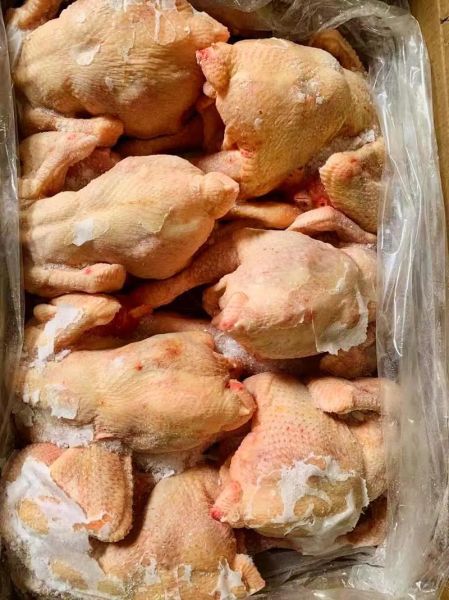 三黄鸡是什么鸡_为什么那么便宜-第1张图片-山城妙识 三黄鸡是什么鸡_为什么那么便宜-第1张图片-山城妙识