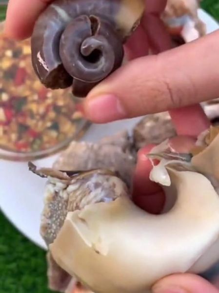 海螺脑子部位在哪_海螺有大脑吗-第3张图片-山城妙识 海螺脑子部位在哪_海螺有大脑吗-第3张图片-山城妙识