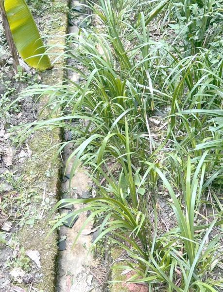 五香草图片_五香草长什么样-第1张图片-山城妙识 五香草图片_五香草长什么样-第1张图片-山城妙识