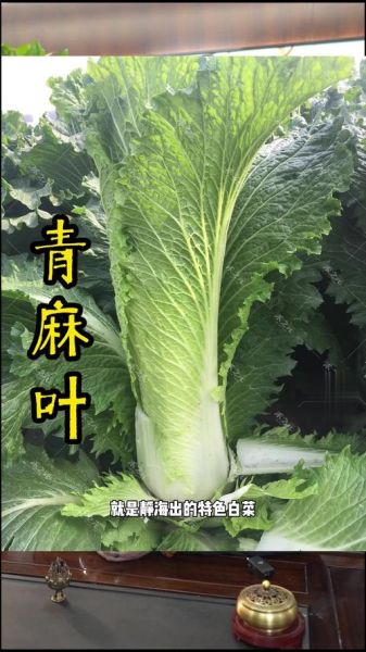 天津冬菜能不能直接吃_天津冬菜生吃安全吗-第1张图片-山城妙识 天津冬菜能不能直接吃_天津冬菜生吃安全吗-第1张图片-山城妙识