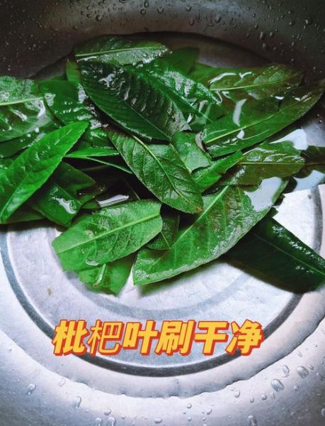 枇杷叶煮水一天喝几次_枇杷叶水能长期喝吗-第1张图片-山城妙识 枇杷叶煮水一天喝几次_枇杷叶水能长期喝吗-第1张图片-山城妙识