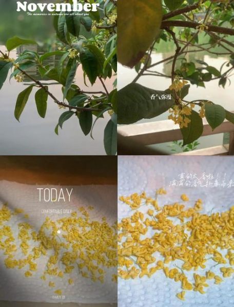 自制桂花干怎样不变色_桂花干保存不发黑技巧-第2张图片-山城妙识 自制桂花干怎样不变色_桂花干保存不发黑技巧-第2张图片-山城妙识