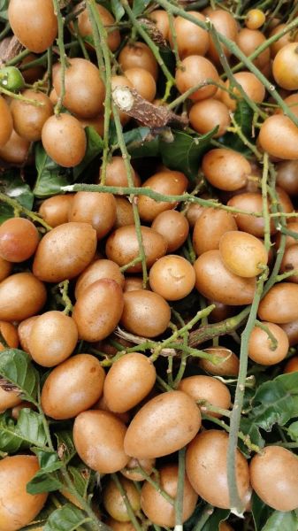 黄皮果图片大全_黄皮果怎么挑选-第1张图片-山城妙识