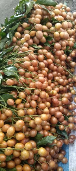 黄皮果图片大全_黄皮果怎么挑选-第3张图片-山城妙识