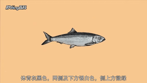 鲱怎么读_鲱鱼发音是什么-第2张图片-山城妙识