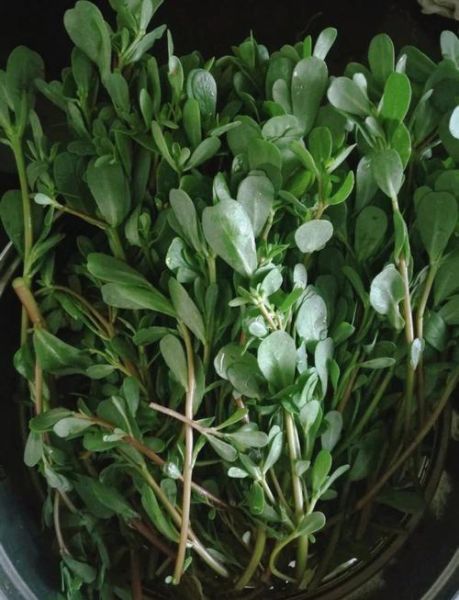 十大致癌野菜有哪些_如何安全食用野菜-第1张图片-山城妙识