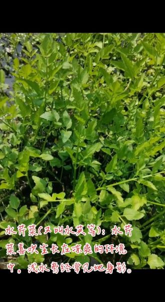 十大致癌野菜有哪些_如何安全食用野菜-第3张图片-山城妙识