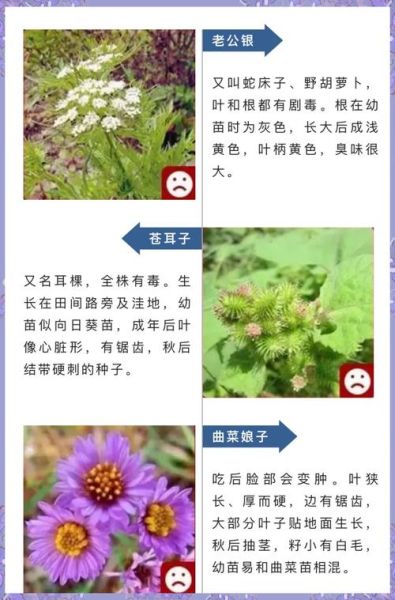 十大致癌野菜有哪些_如何安全食用野菜-第2张图片-山城妙识