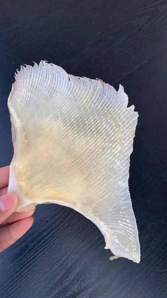 鱼翅长什么样子_鱼翅图片和真品区别-第2张图片-山城妙识 鱼翅长什么样子_鱼翅图片和真品区别-第2张图片-山城妙识
