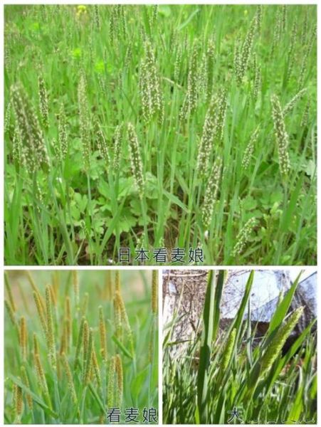 农田常见杂草图谱_如何识别与防治-第2张图片-山城妙识
