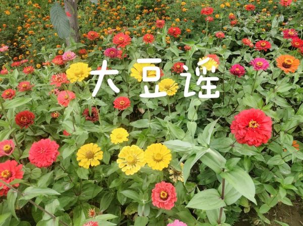 大豆谣歌曲_背后的故事是什么-第2张图片-山城妙识