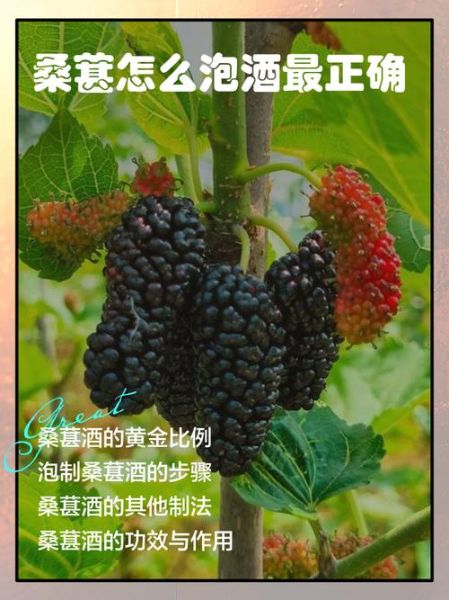 桑椹泡酒的做法_桑椹泡酒用什么酒最好-第3张图片-山城妙识 桑椹泡酒的做法_桑椹泡酒用什么酒最好-第3张图片-山城妙识
