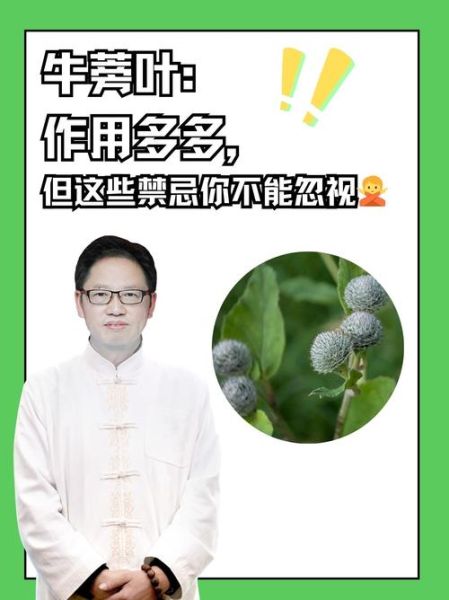 牛蒡叶的功效与作用_牛蒡叶怎么吃效果最好-第1张图片-山城妙识