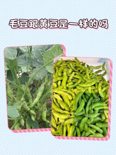 黄豆和毛豆是一种东西吗_区别在哪里-第2张图片-山城妙识 黄豆和毛豆是一种东西吗_区别在哪里-第2张图片-山城妙识